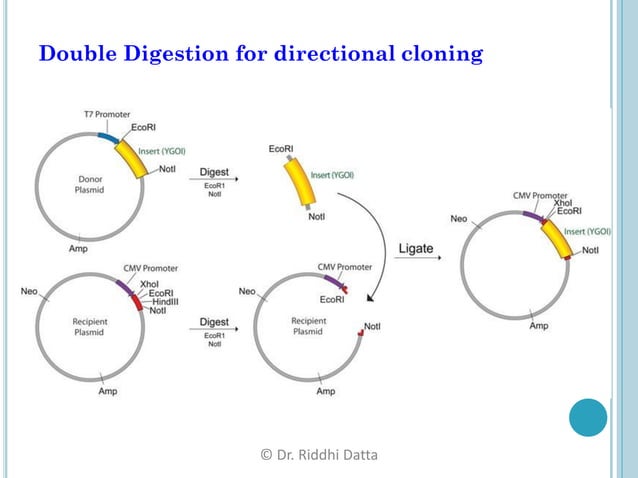 Basics of Gene cloning | PDF