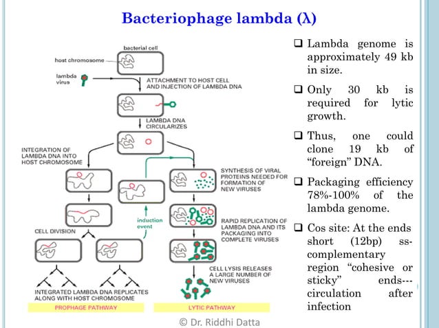 Basics of Gene cloning | PDF