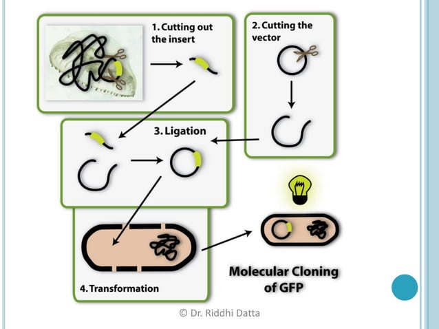 Basics of Gene cloning | PDF