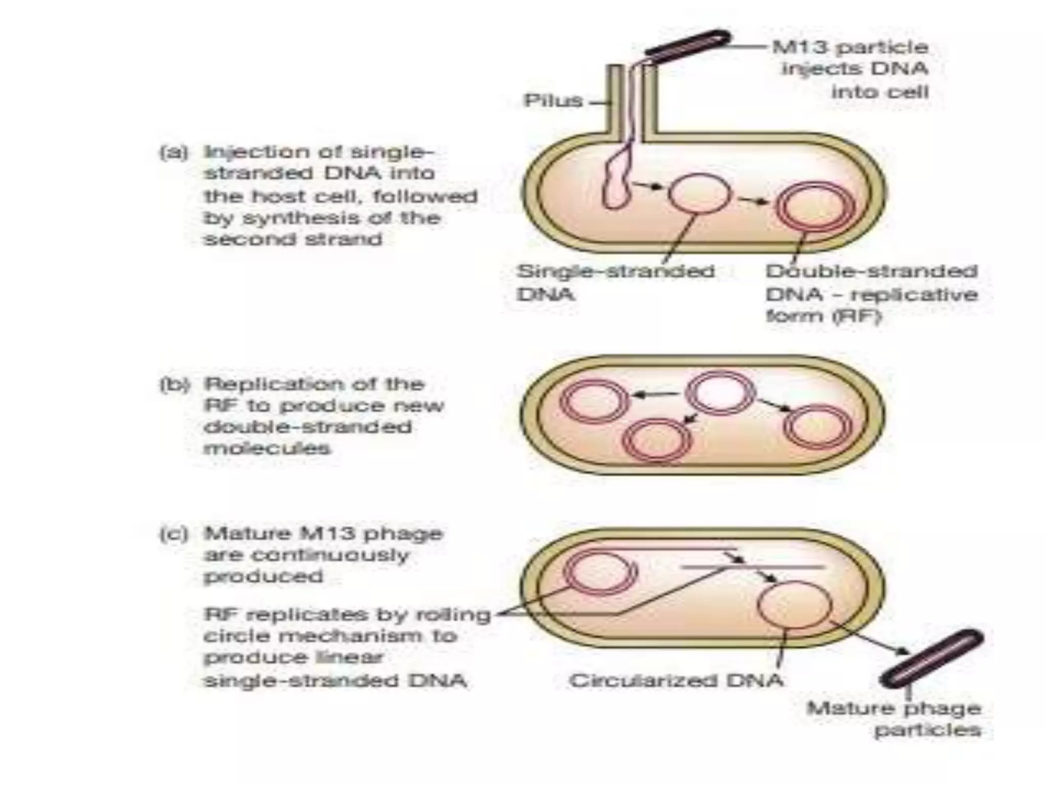 Gene cloning and polymerase chain reaction | PPTX