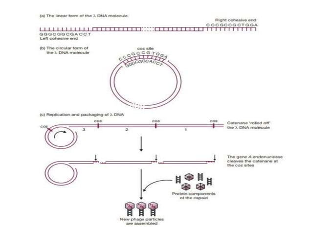 Gene cloning and polymerase chain reaction | PPTX