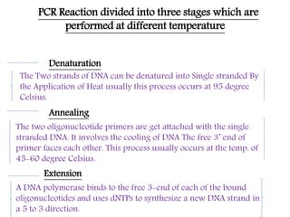 Gene cloning and polymerase chain reaction | PPTX