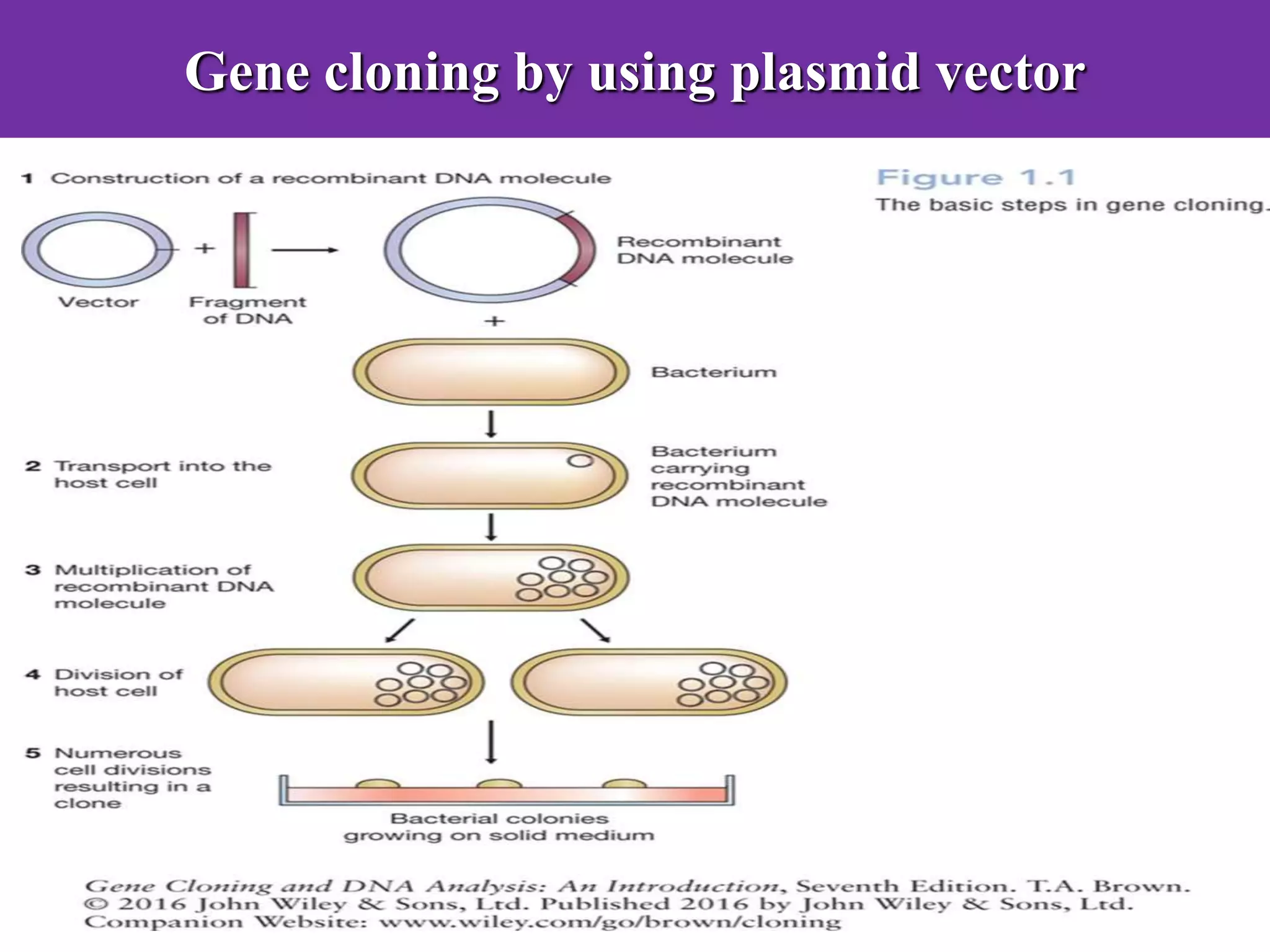 Gene Cloning.ppt