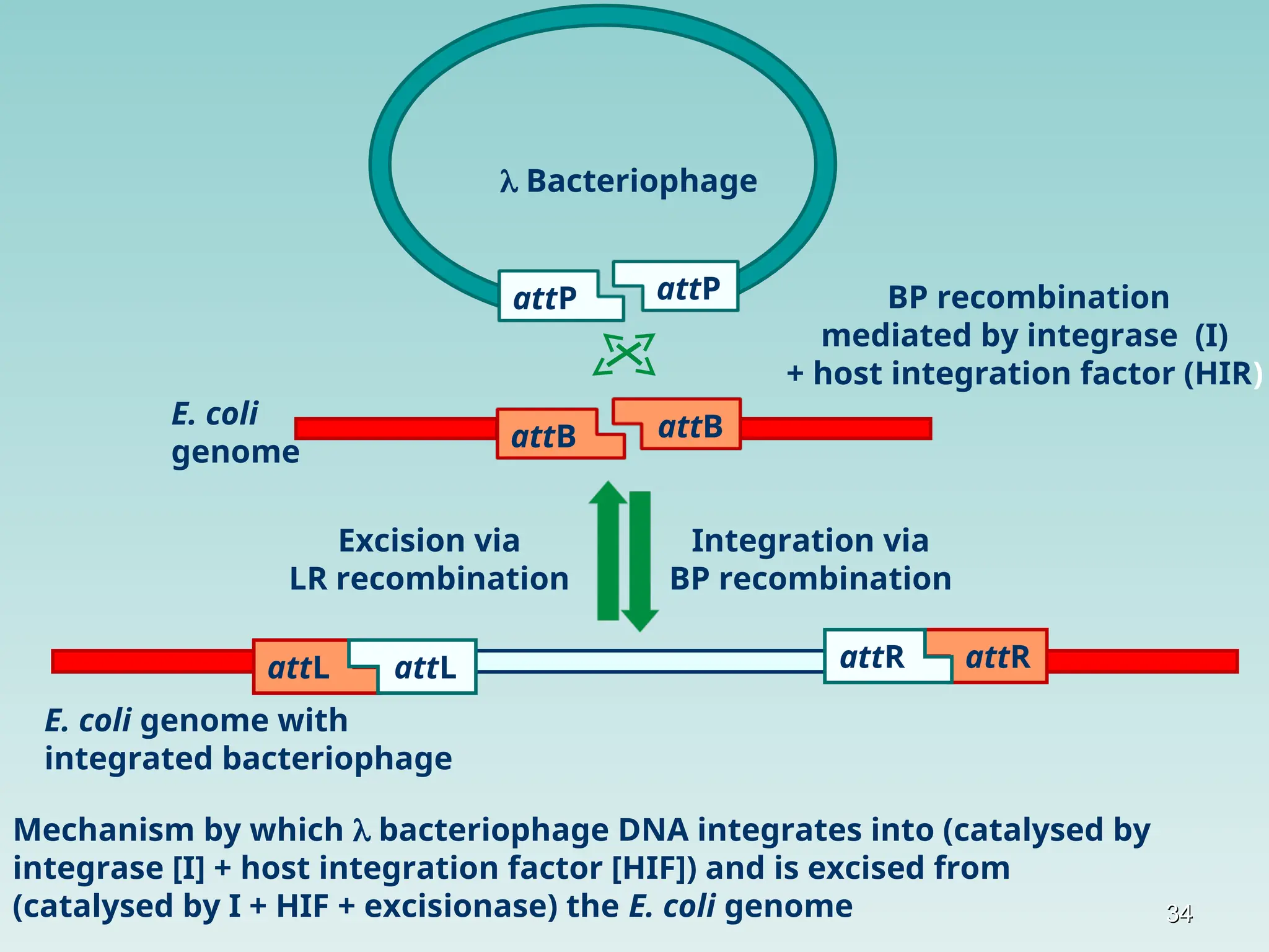 Gene Cloning In Biotechnological Techniques Ppt