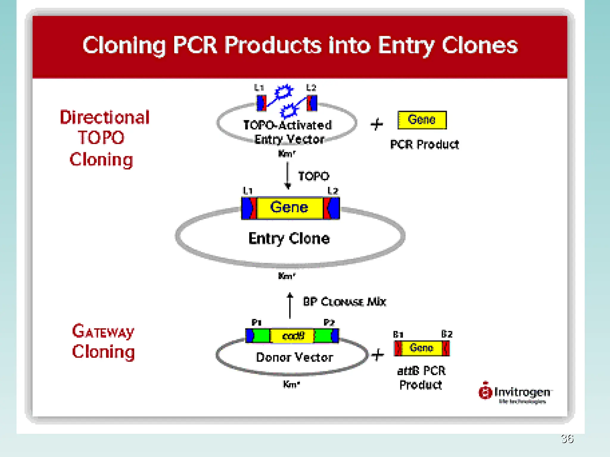 Gene cloning in biotechnological techniques.ppt