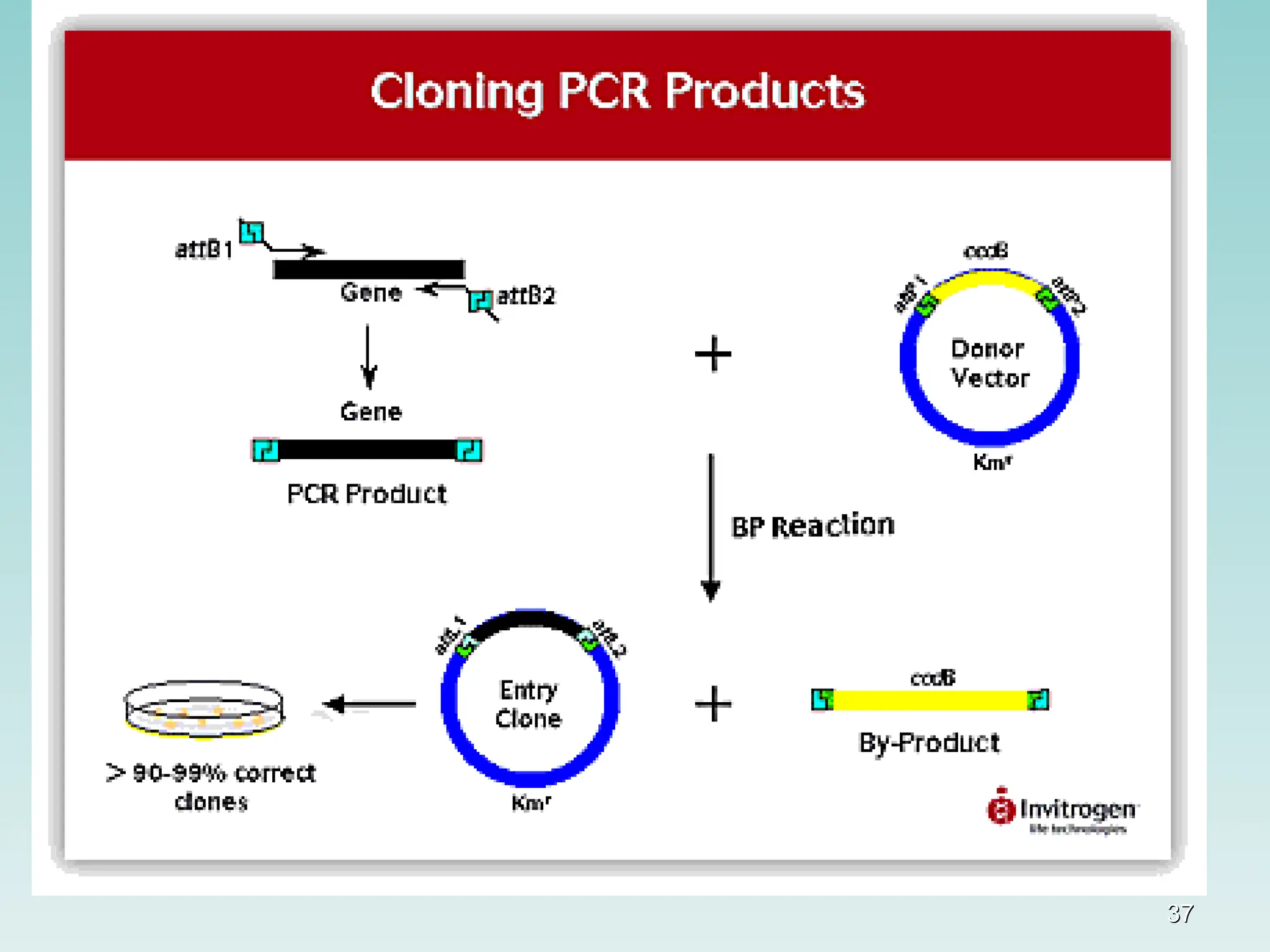 Gene cloning in biotechnological techniques.ppt