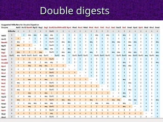 Gene cloning in biotechnological techniques.ppt