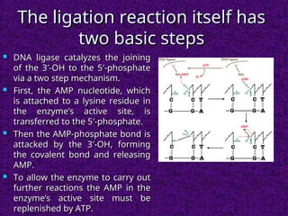 Gene cloning in biotechnological techniques.ppt