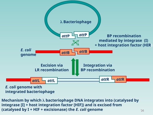 Gene cloning in biotechnological techniques.ppt