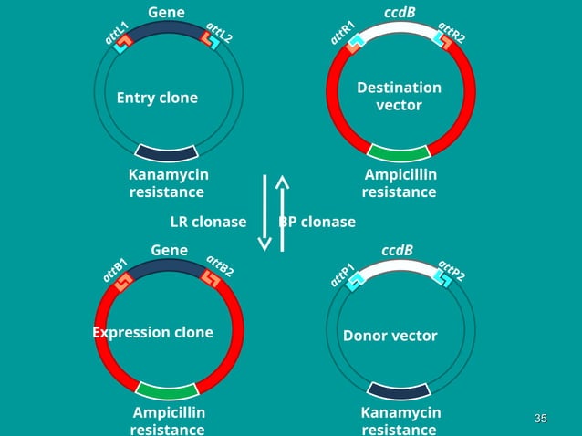 Gene cloning in biotechnological techniques.ppt