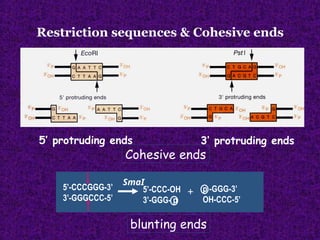 Gene cloning in biotechnological techniques.ppt