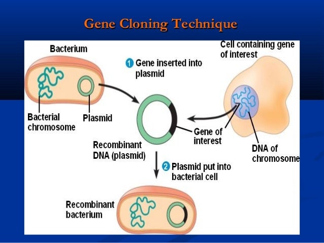 Gene cloning prof.a.k.saha