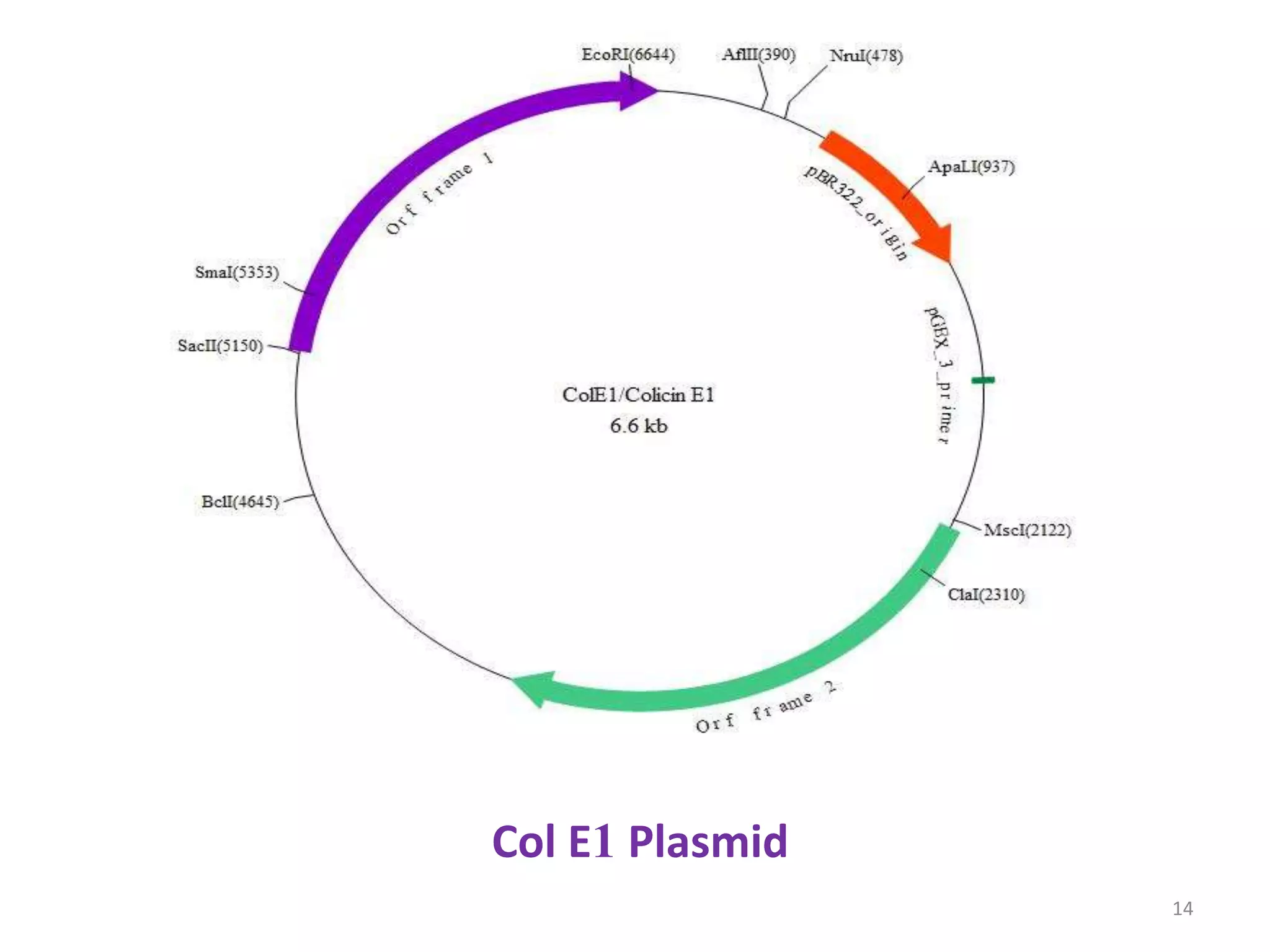 Gene cloning and plasmid vectors | PDF