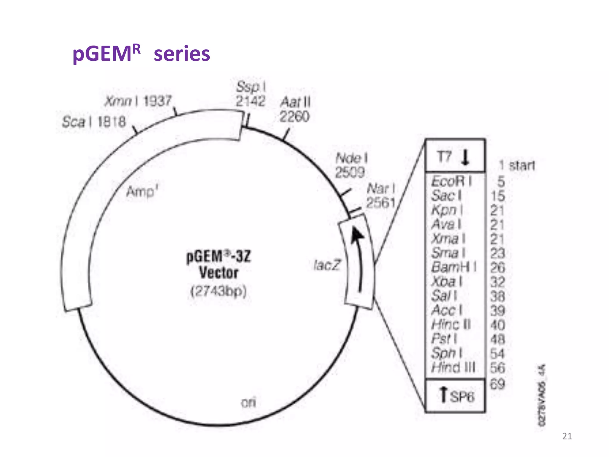 Gene cloning and plasmid vectors | PDF