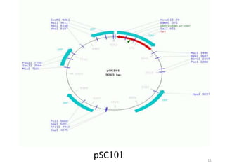 Gene cloning and plasmid vectors | PDF