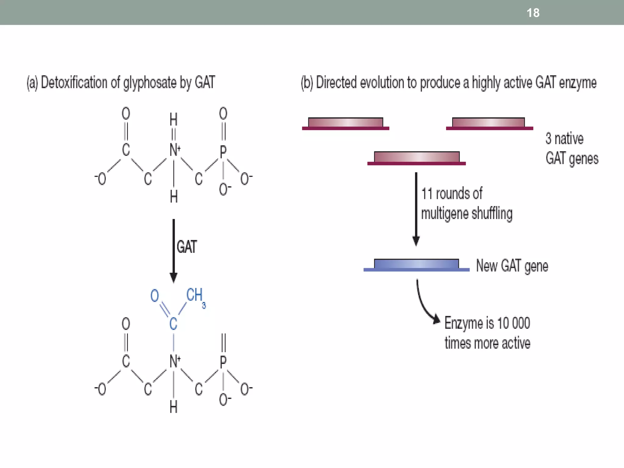 Gene cloning in agriculture | PPTX