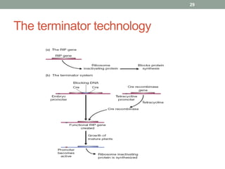 Gene cloning in agriculture | PPTX