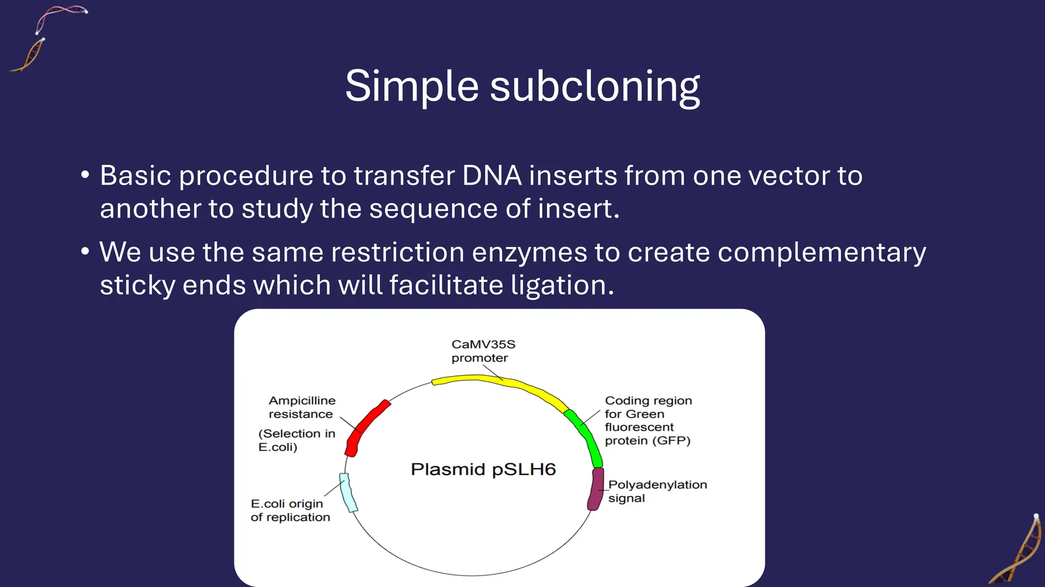 gene cloning in eukaryotes (gene transfer).pdf