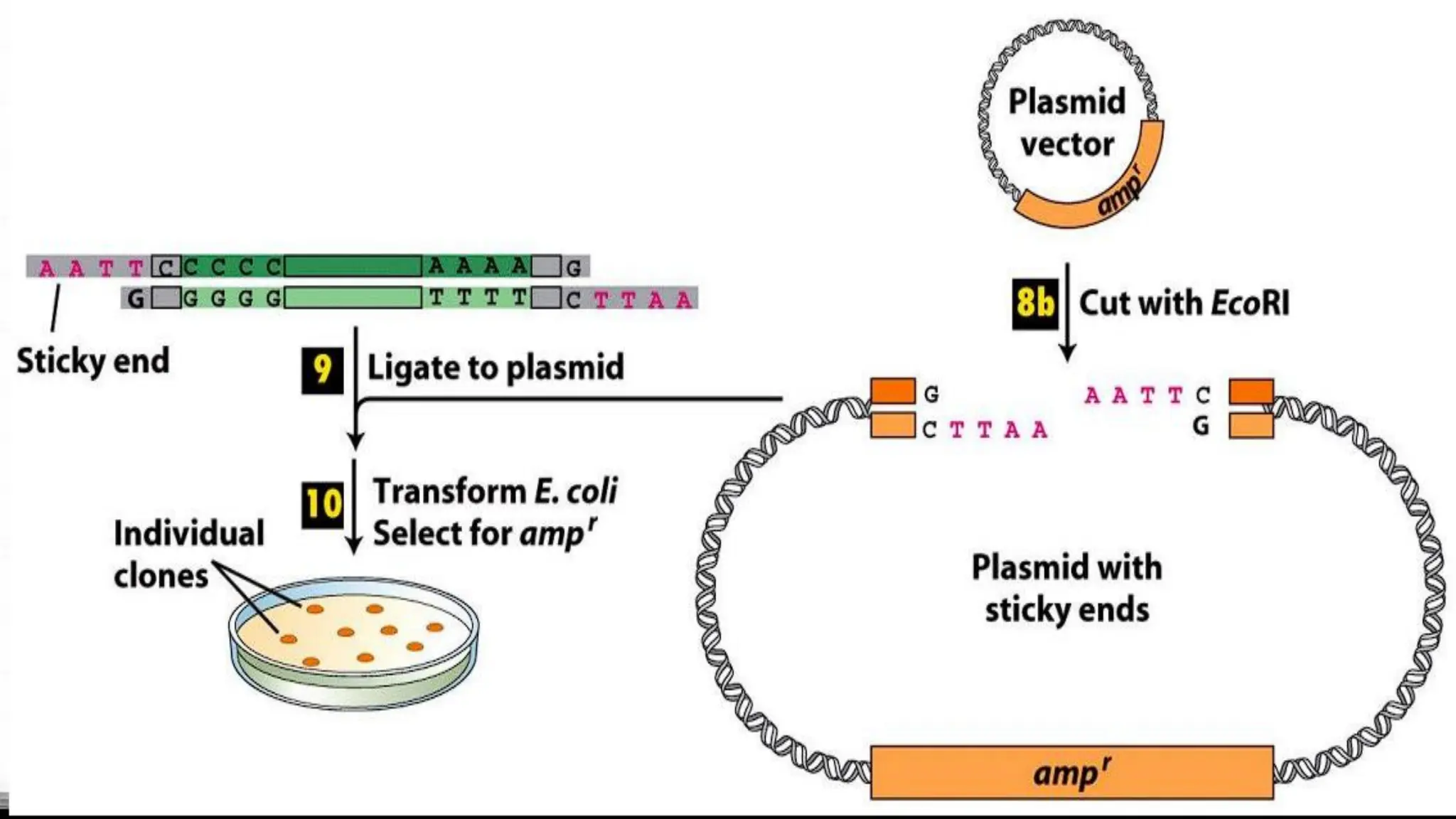 gene cloning in eukaryotes (gene transfer).pdf
