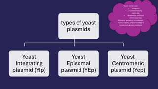 gene cloning in eukaryotes (gene transfer).pdf
