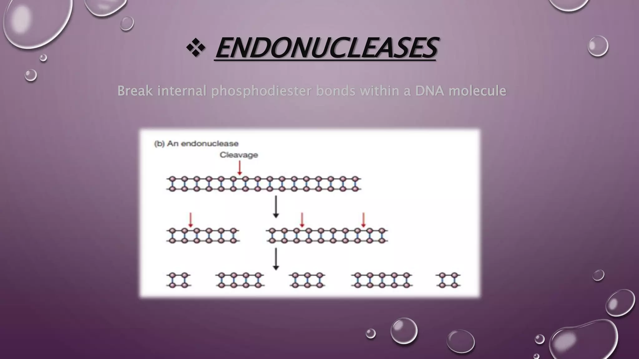 Gene cloning steps | PPT
