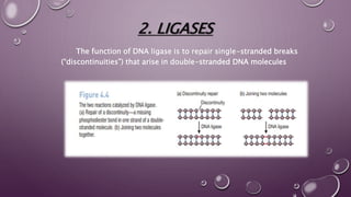 Gene cloning steps | PPT