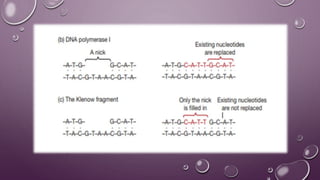 Gene cloning steps | PPT
