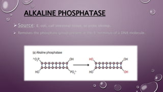 Gene cloning steps | PPT