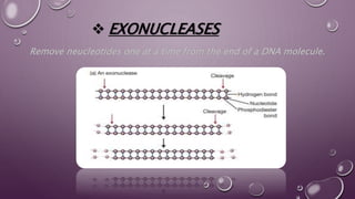 Gene cloning steps | PPTX