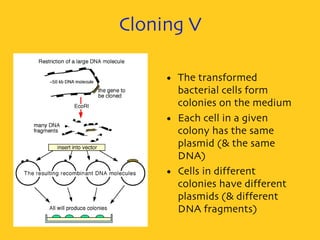 Gene Cloning Very Detailed Antibiotic Resistance | PPT