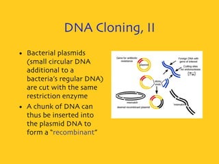 Gene Cloning Very Detailed Antibiotic Resistance | PPT