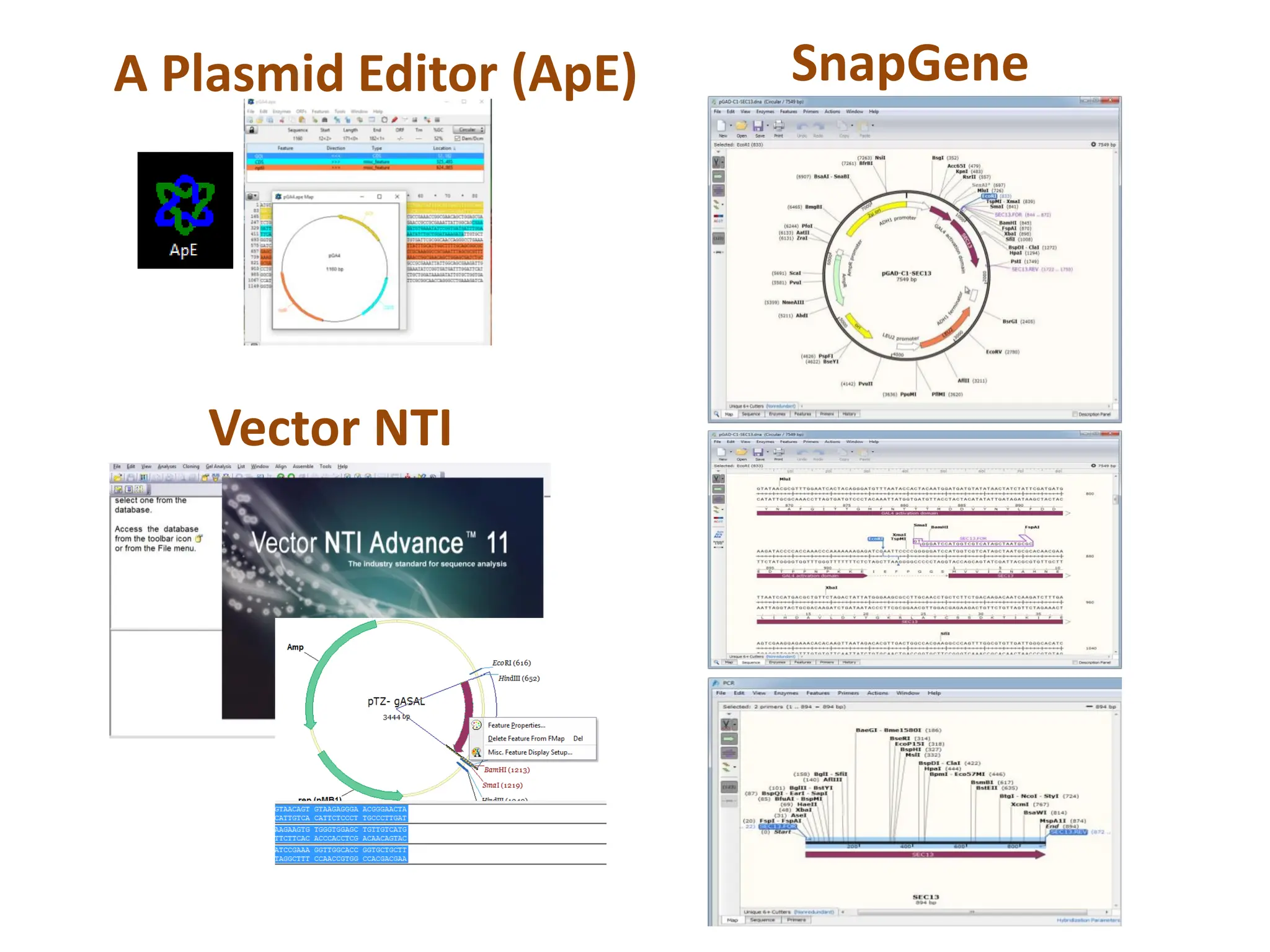 Gene construct development- Asif-6 17-6-22.pdf