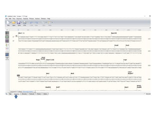 Gene construct development- Asif-6 17-6-22.pdf