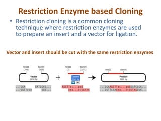 Gene construct development- Asif-6 17-6-22.pdf