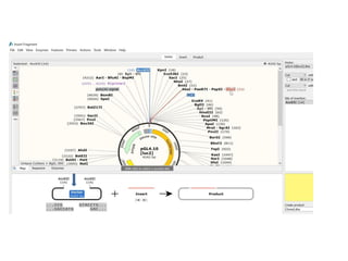 Gene construct development- Asif-6 17-6-22.pdf