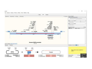 Gene construct development- Asif-6 17-6-22.pdf