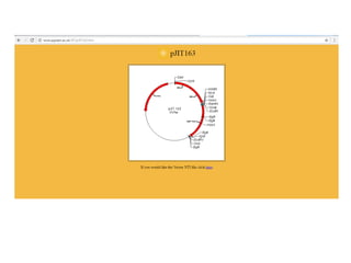 Gene construct development- Asif-6 17-6-22.pdf