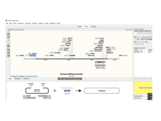 Gene construct development- Asif-6 17-6-22.pdf