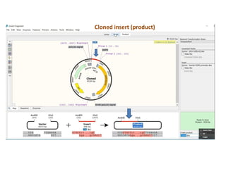 Gene construct development- Asif-6 17-6-22.pdf