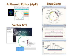 Gene construct development- Asif-6 17-6-22.pdf | Genetics | Science