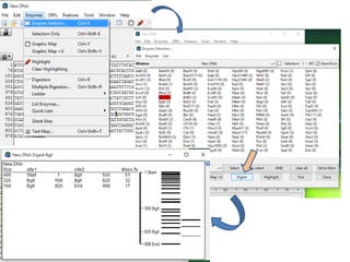 Gene construct development- Asif-6 17-6-22.pdf