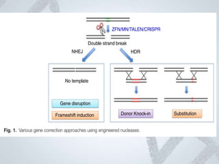 GENE CORRECTION.pptx | Programming Languages | Computing