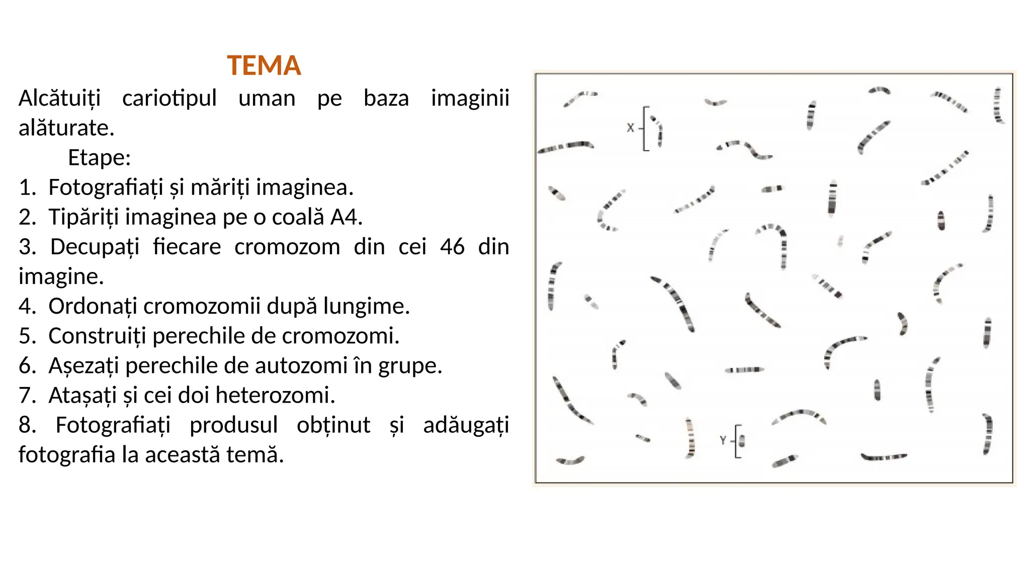 gene_cromozombbi_cariotipul_uman (2).pptx