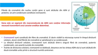 gene_cromozombbi_cariotipul_uman (2).pptx