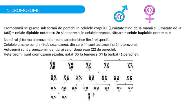 gene_cromozombbi_cariotipul_uman (2).pptx