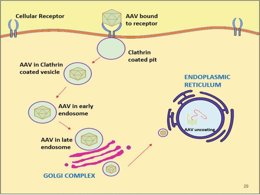 Gene delivery and gene therapy . Gene delivery , Gene therapy