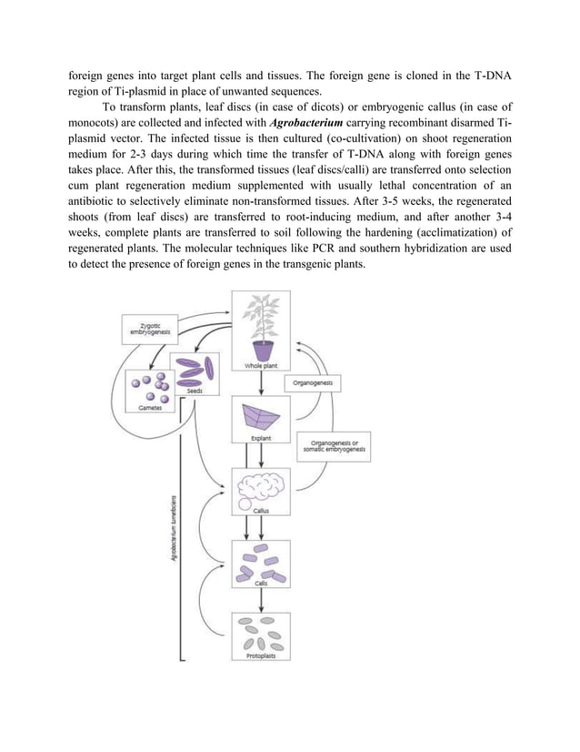 Gene delivery System | DOCX | Genetics | Science