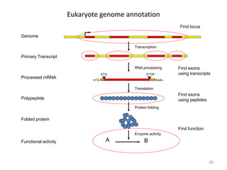 Gene discovery | PPT