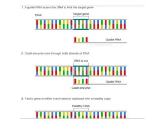 Gene editing . Dr. Abhinav Golla , Associate Professor , Lab Director ...