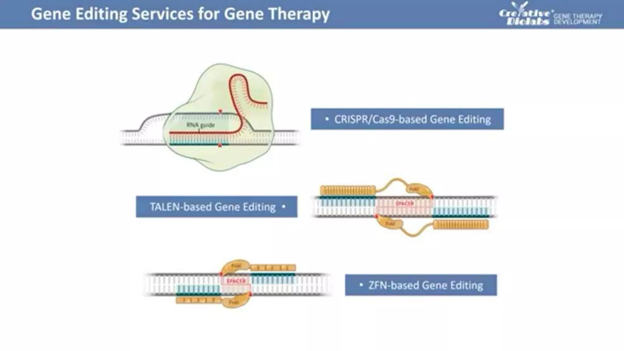 Gene Editing | PPT